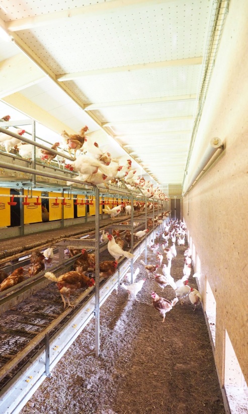 Timber construction for organic laying hen house