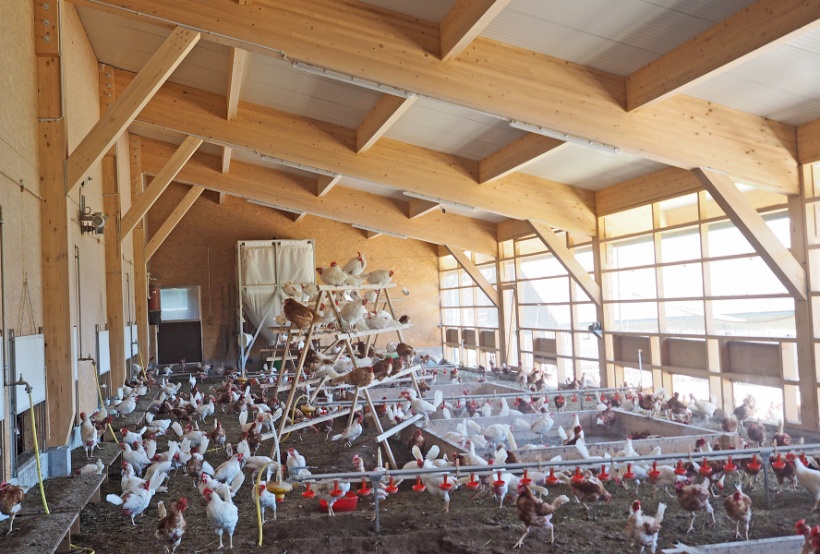 Holzbau für Bio-Legehennenstall mit effizienter Konstruktion